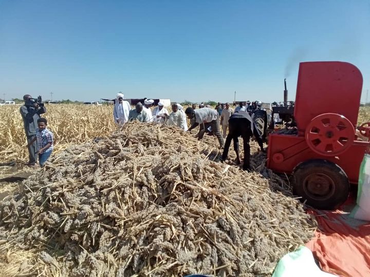 ولاية سنار تشهد بداية حصاد المشاريع المروية | المسار نيوز